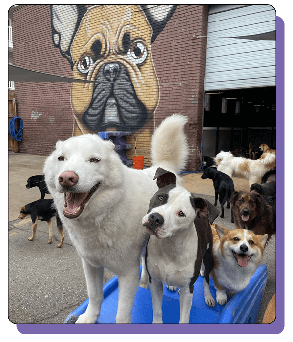 New Customers – Spot for Dogs